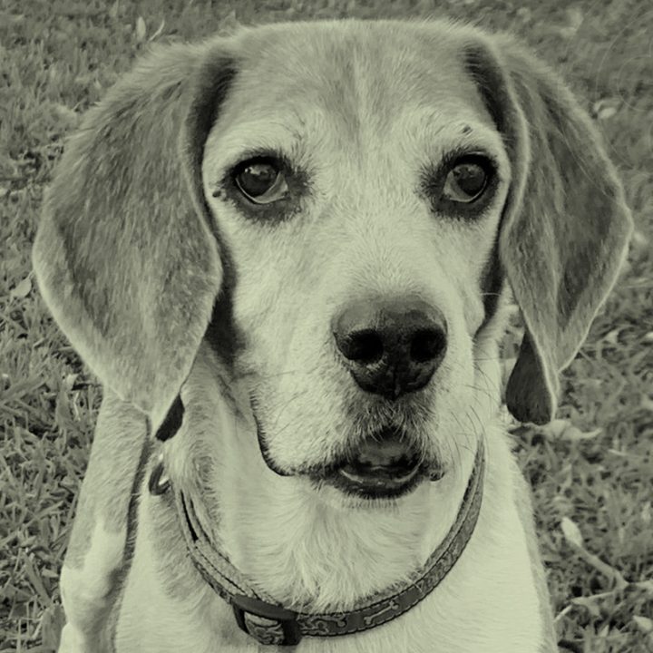 Beagle Freedom Australia – Rehoming Ex Lab Animals